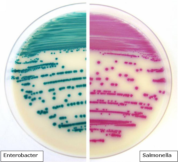 IRIS Salmonella | Atropos